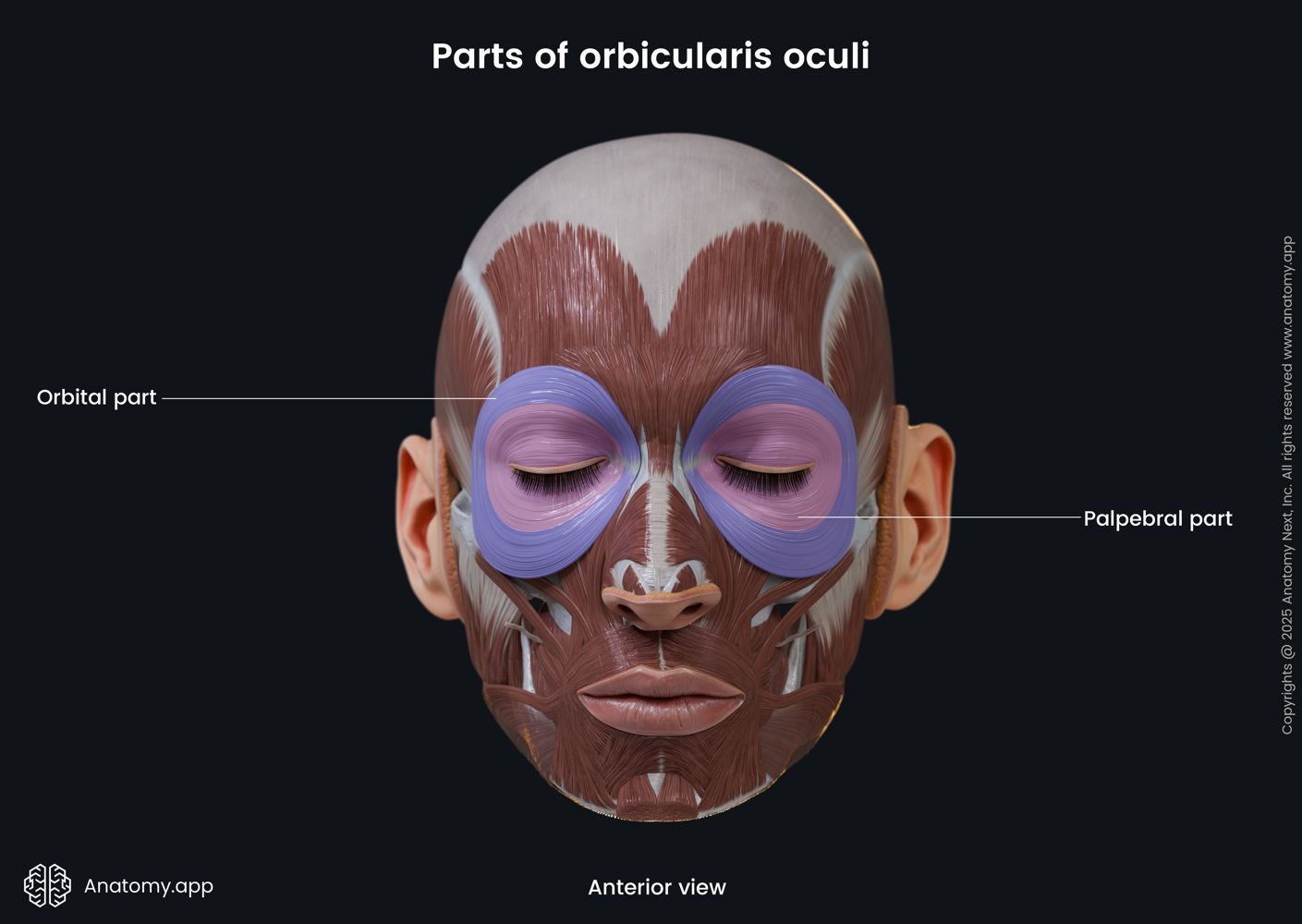 Parts of orbicularis oculi (anterior view) | Anatomy.app