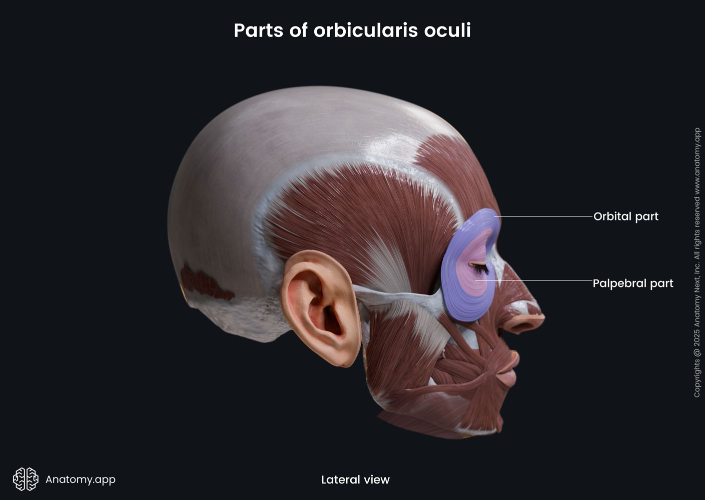 Parts of orbicularis oculi (lateral view) | Anatomy.app