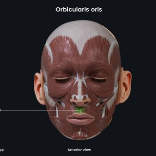 Orbicularis oris (lateral view) | Anatomy.app