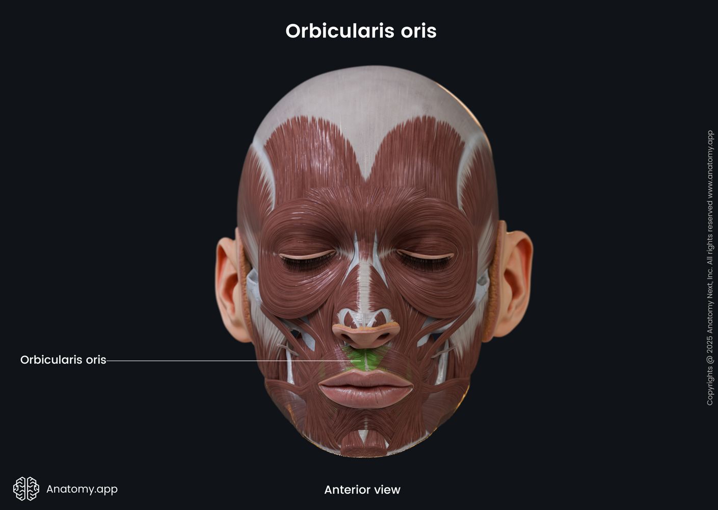 Orbicularis oris (anterior view) | Anatomy.app