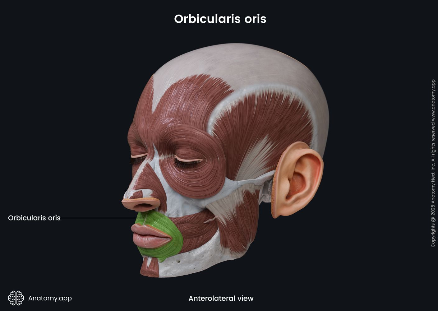 Orbicularis oris (anterolateral view) | Anatomy.app