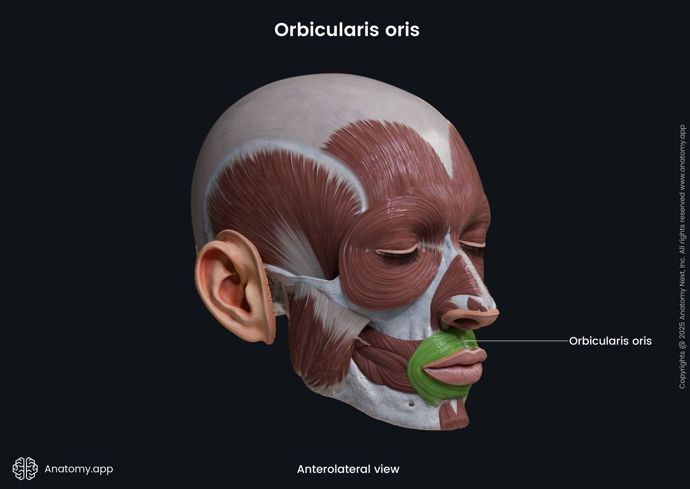 Orbicularis oris (anterolateral view) | Anatomy.app