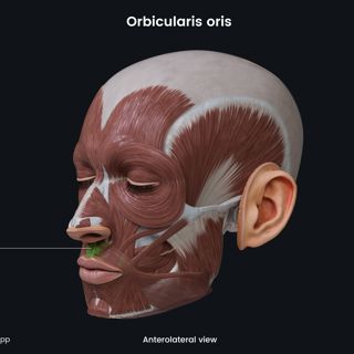 Orbicularis oris (lateral view) | Anatomy.app