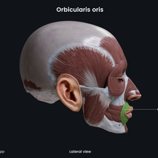 Orbicularis oris (lateral view) | Anatomy.app