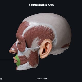 Orbicularis oris (lateral view) | Anatomy.app