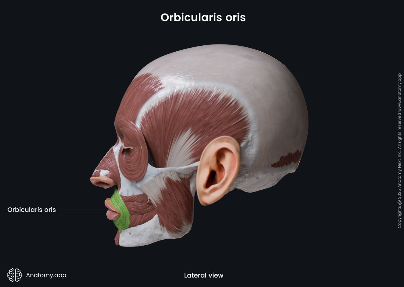 Orbicularis oris (lateral view) | Anatomy.app