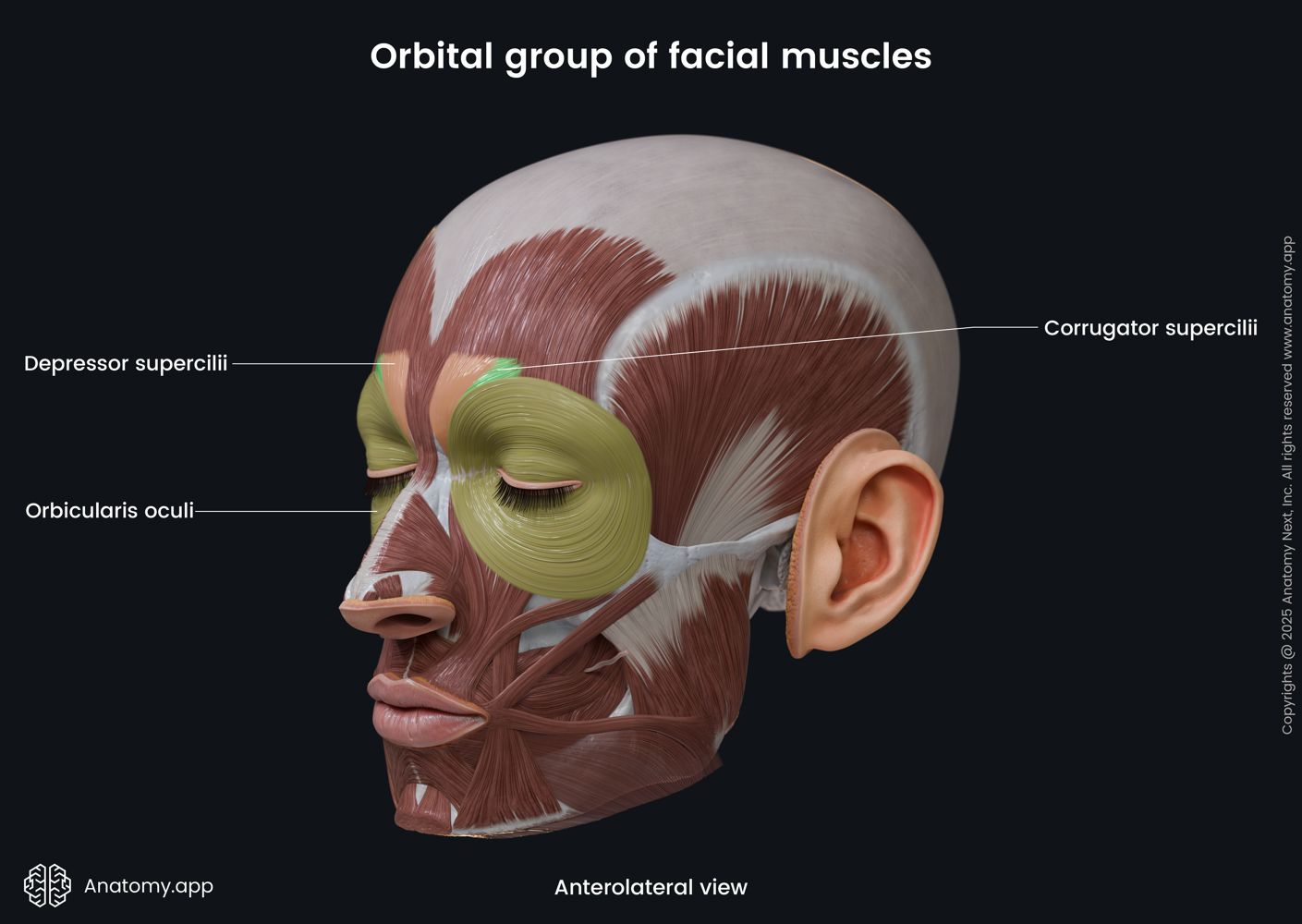 Orbital group of facial muscle (anterolateral view) | Anatomy.app