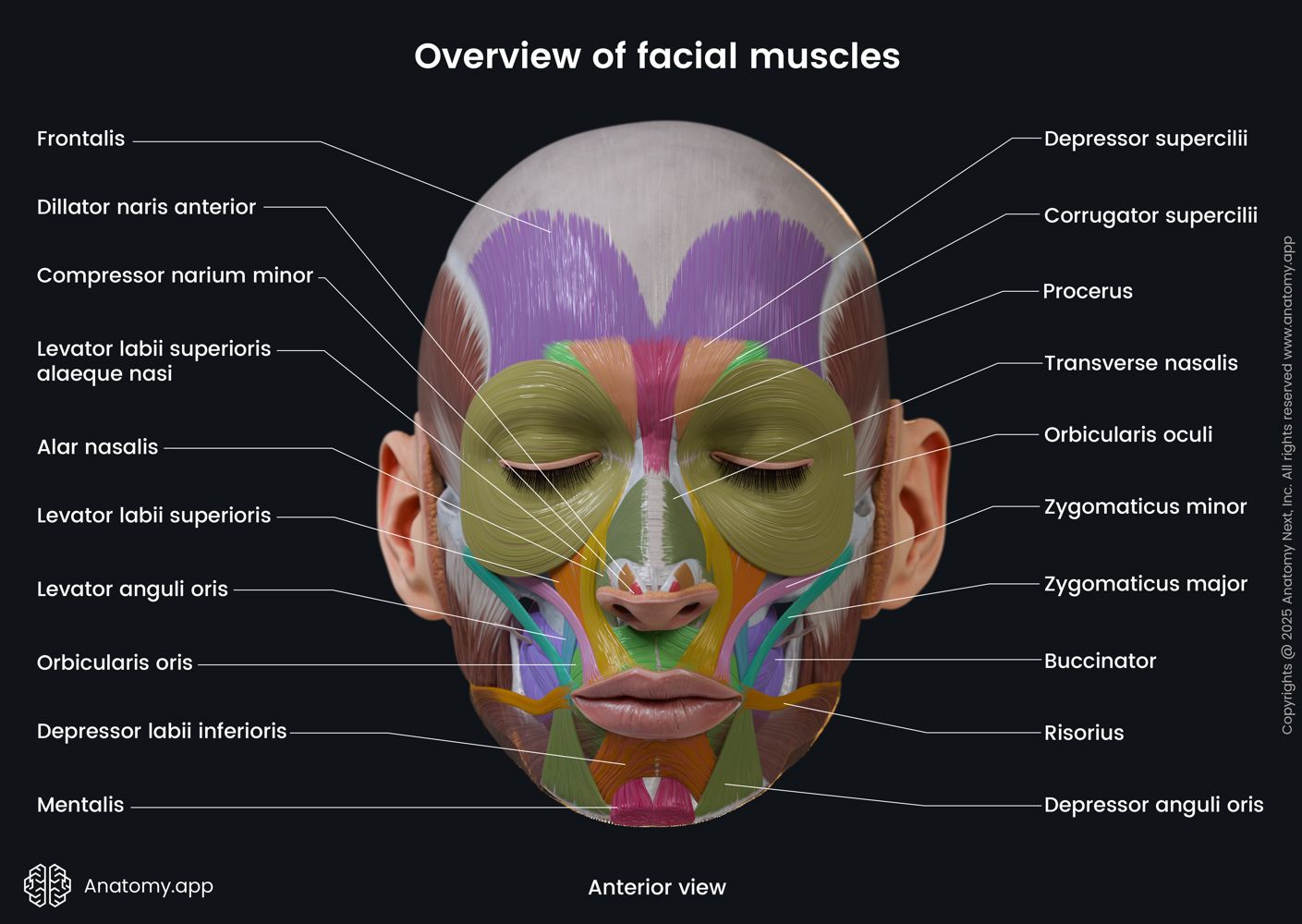 Overview of facial muscles (colored; anterior view) | Anatomy.app
