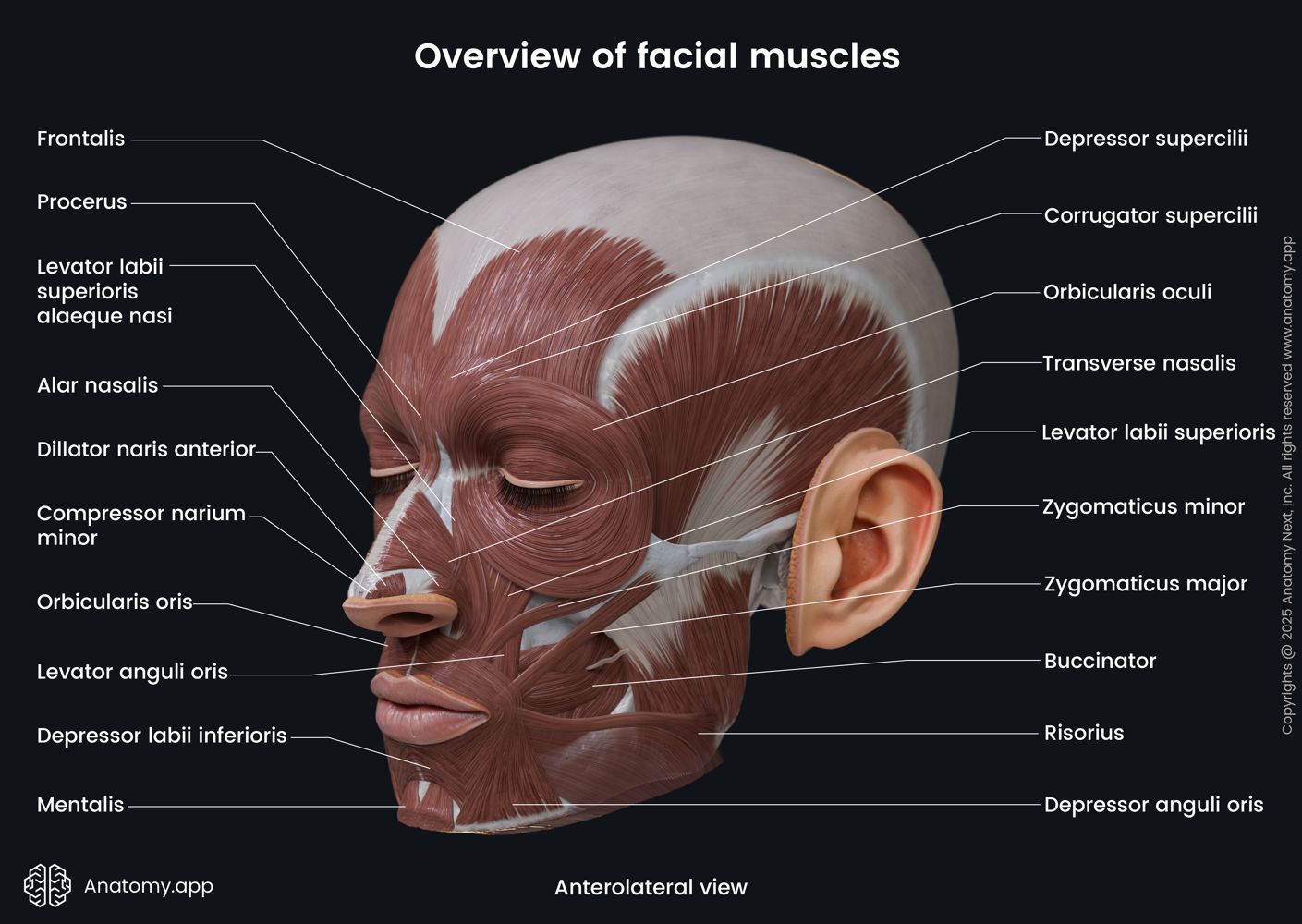 Overview of facial muscles (anterolateral view) | Anatomy.app