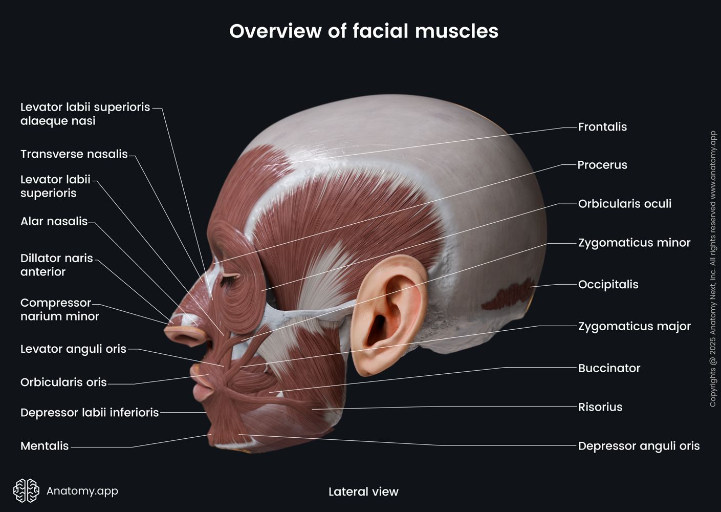 Overview of facial muscles (lateral view) | Anatomy.app