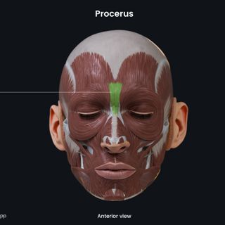 Procerus (anterior view) | Anatomy.app