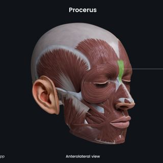 Risorius (anterior view) | Anatomy.app