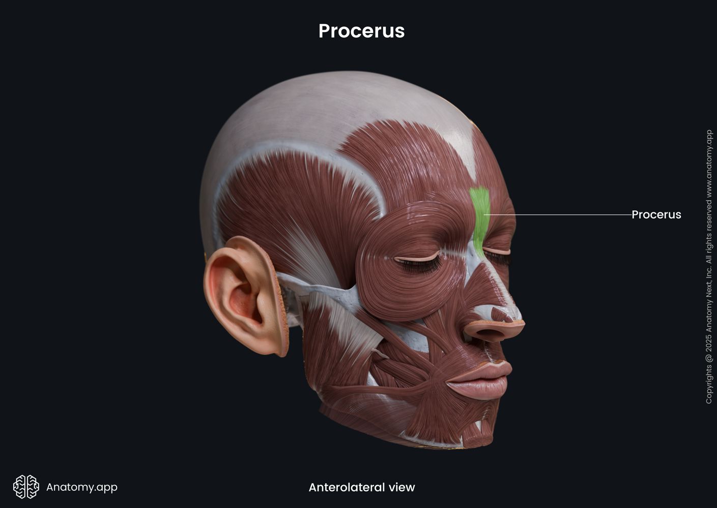 Procerus (anterolateral view) | Anatomy.app