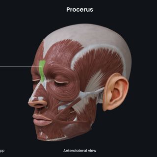 Procerus (anterolateral view) | Anatomy.app