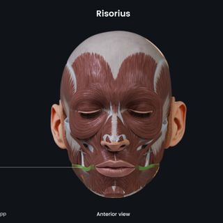 Biomechanics of the head and neck: flexion and extension | Anatomy.app