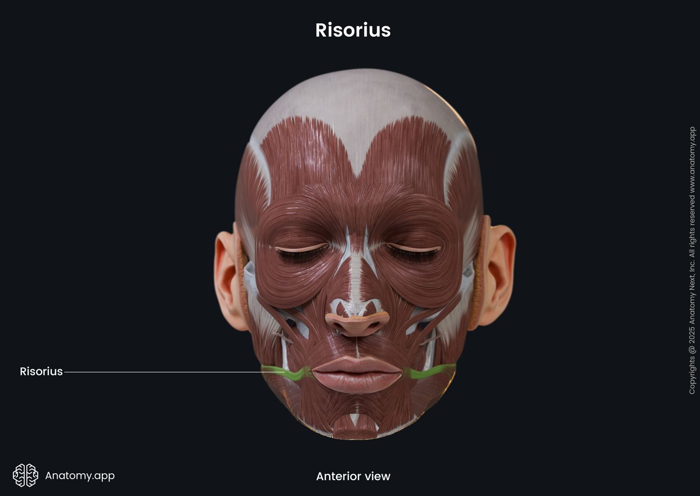 Risorius (anterior view) | Anatomy.app