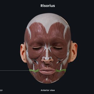 Biomechanics of the head and neck: flexion and extension | Anatomy.app