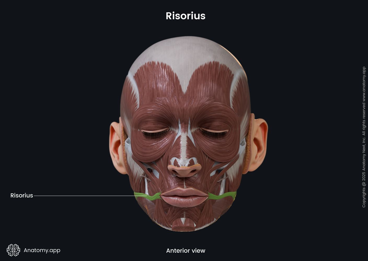 Risorius (anterior view) | Anatomy.app