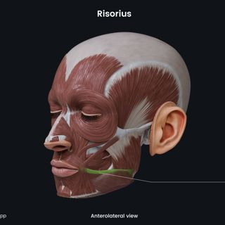 Risorius (anterolateral view) | Anatomy.app