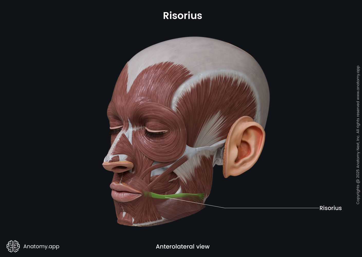 Risorius (anterolateral view) | Anatomy.app