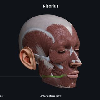 Risorius (anterolateral view) | Anatomy.app