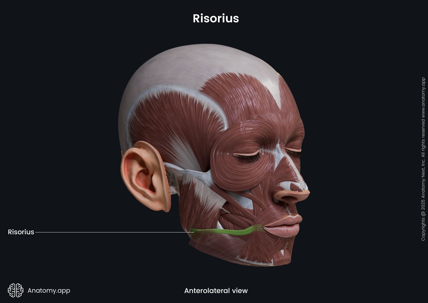 Risorius (anterolateral view) | Anatomy.app