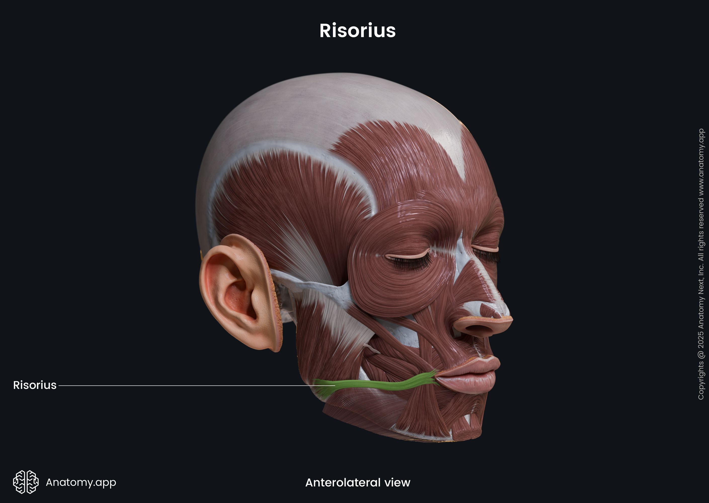 Risorius | Anatomy.app