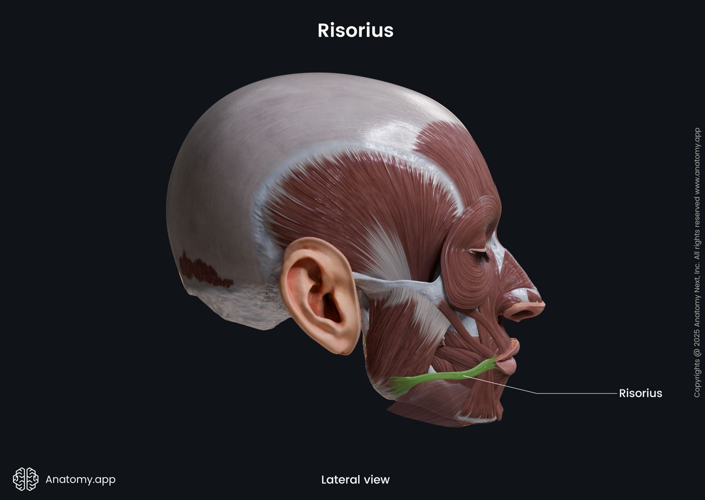 Risorius (lateral view) | Anatomy.app