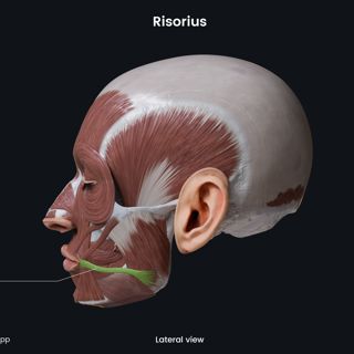 Risorius (anterior view) | Anatomy.app