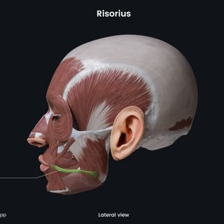 Risorius (lateral view) | Anatomy.app