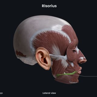 Risorius (anterior view) | Anatomy.app