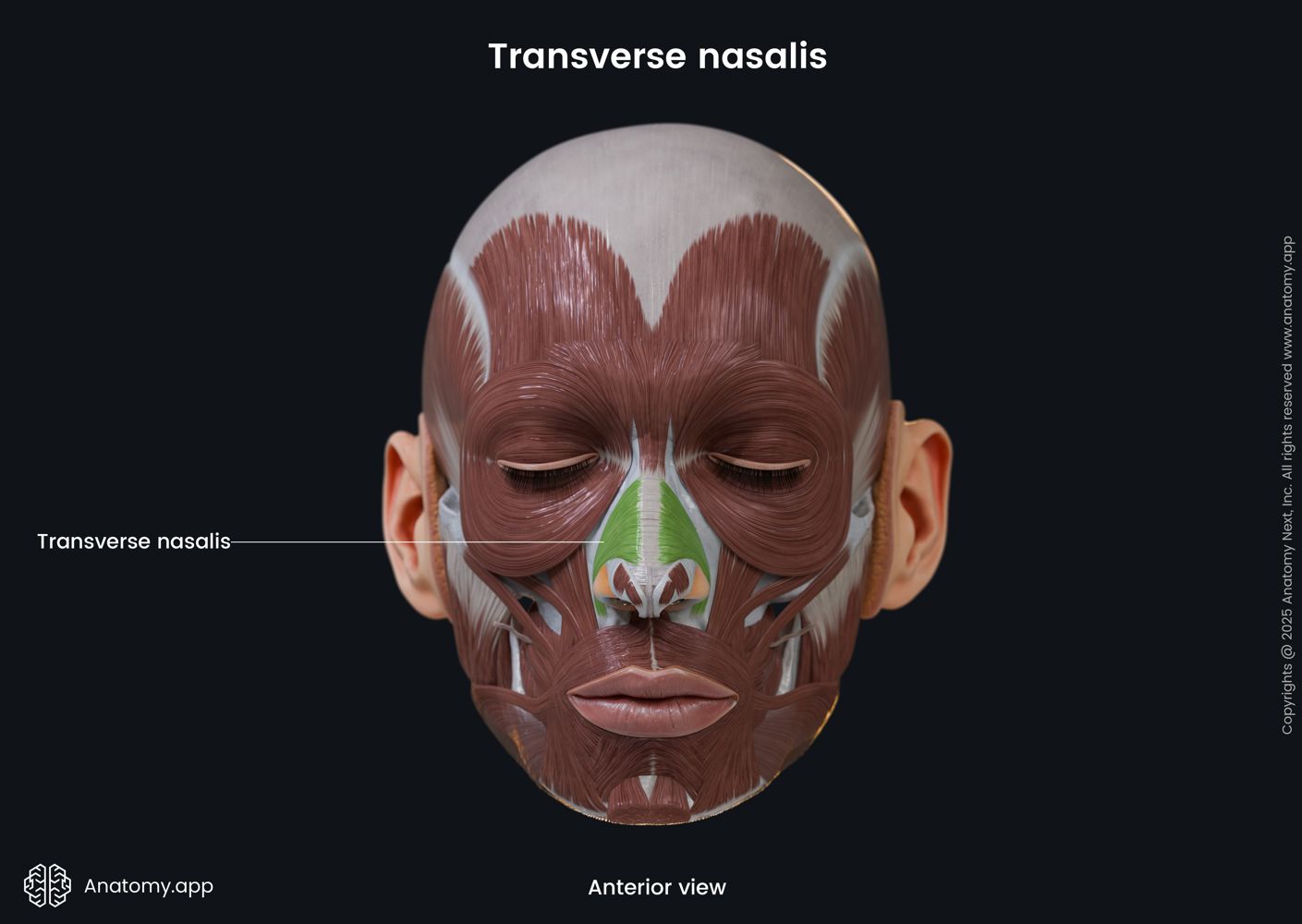 Transverse nasalis (anterior view) | Anatomy.app
