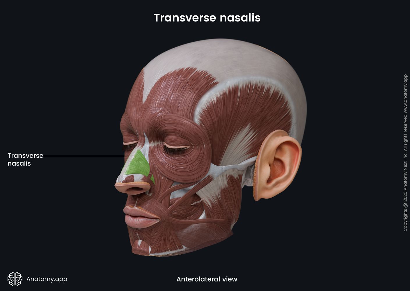 Transverse nasalis (anterolateral view) | Anatomy.app