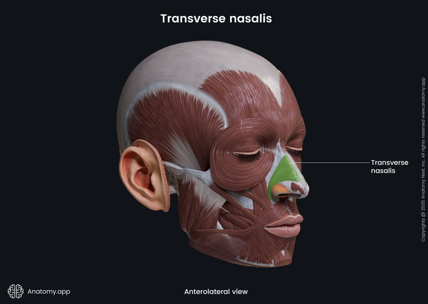 Transverse nasalis (anterolateral view) | Anatomy.app