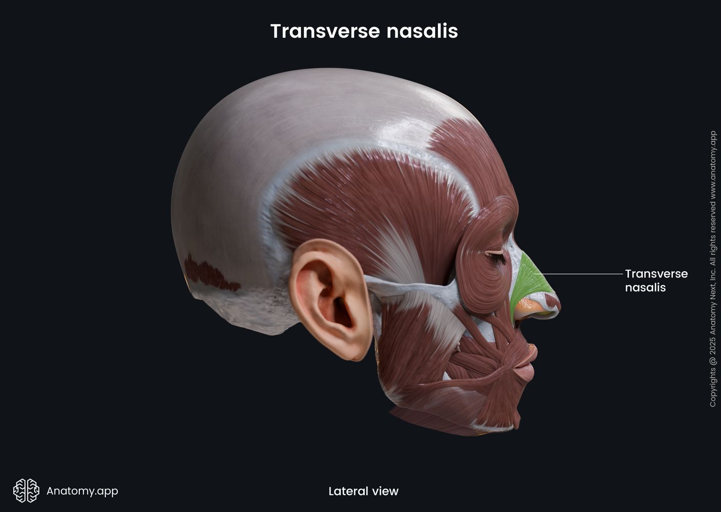 Transverse nasalis (lateral view) | Anatomy.app