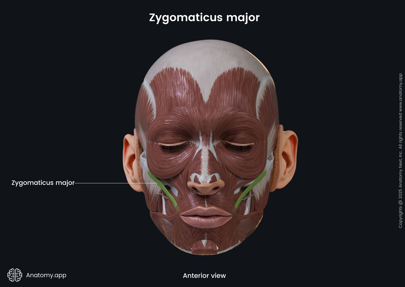Zygomaticus major (anterior view) | Anatomy.app