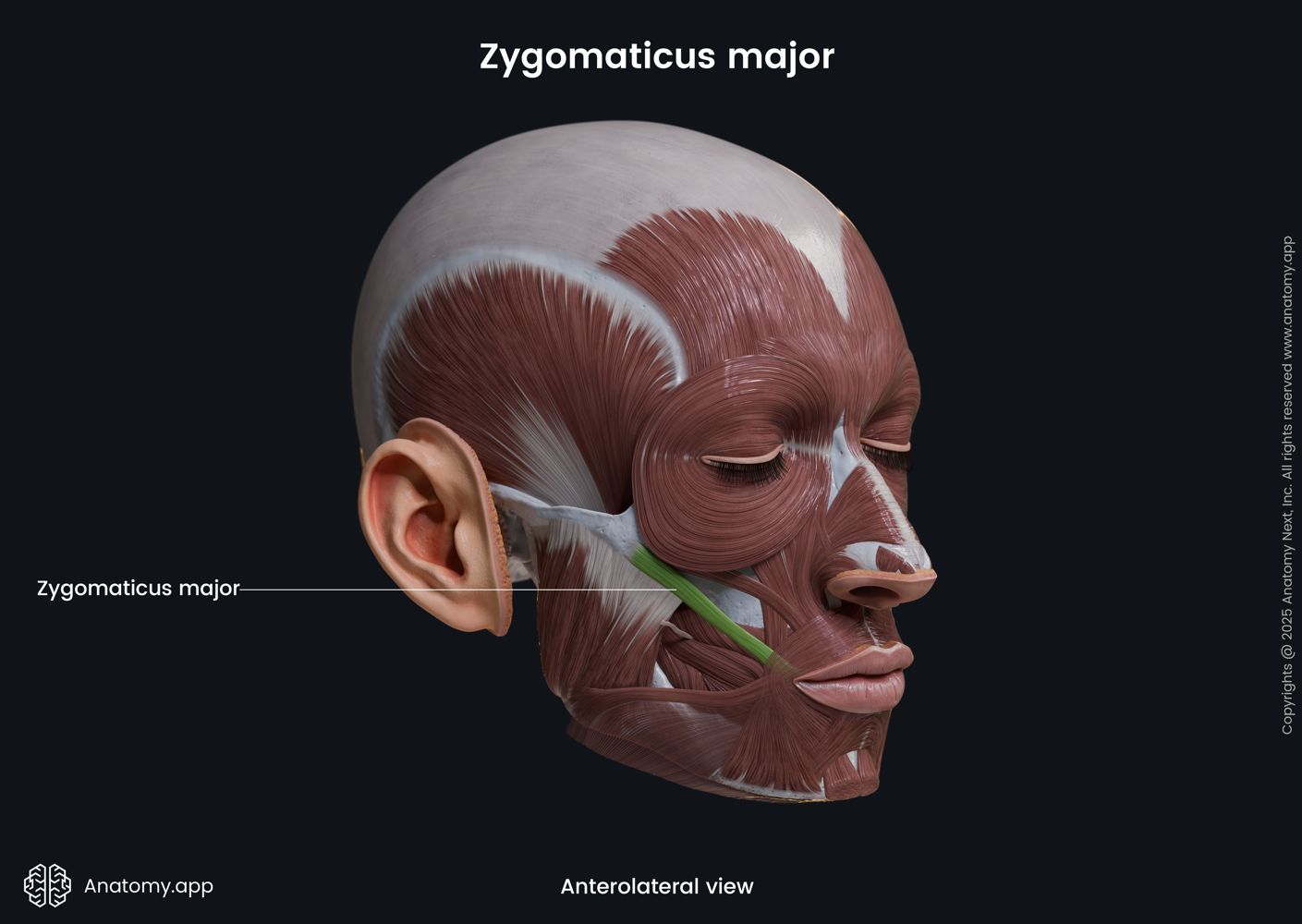 Zygomaticus major (anterolateral view) | Anatomy.app