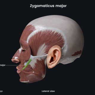 Biomechanics of the head and neck: flexion and extension | Anatomy.app