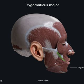 Psoas major muscle | Anatomy.app