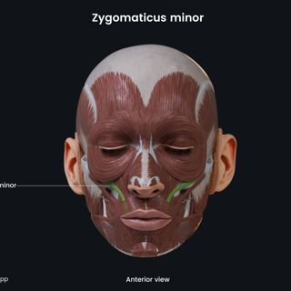 Biomechanics of the head and neck: flexion and extension | Anatomy.app