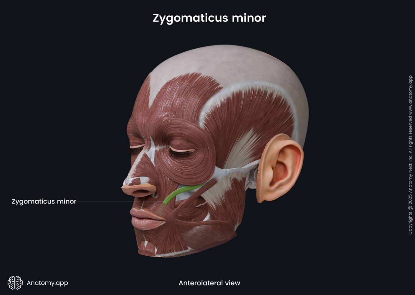 Zygomaticus minor (anterolateral view) | Anatomy.app