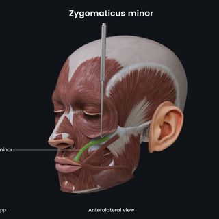 Risorius (anterior view) | Anatomy.app