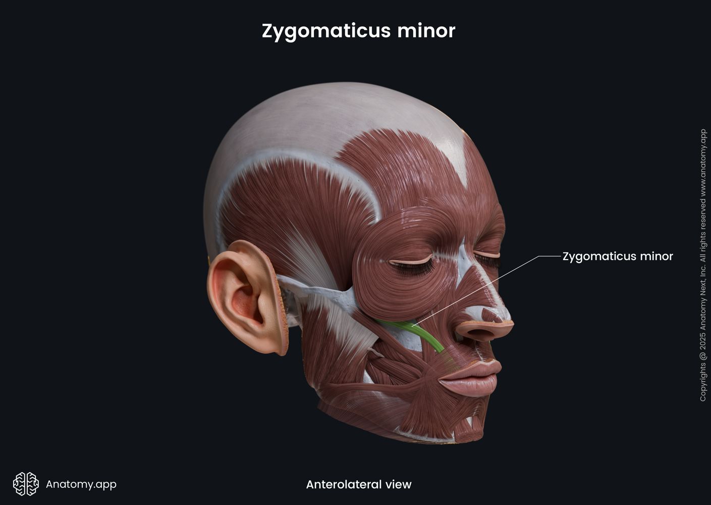 Zygomaticus minor (anterolateral view) | Anatomy.app