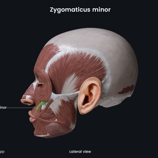Media Library | Anatomy.app