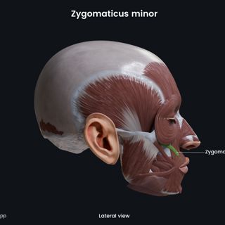 Media Library | Anatomy.app