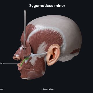 Media Library | Anatomy.app