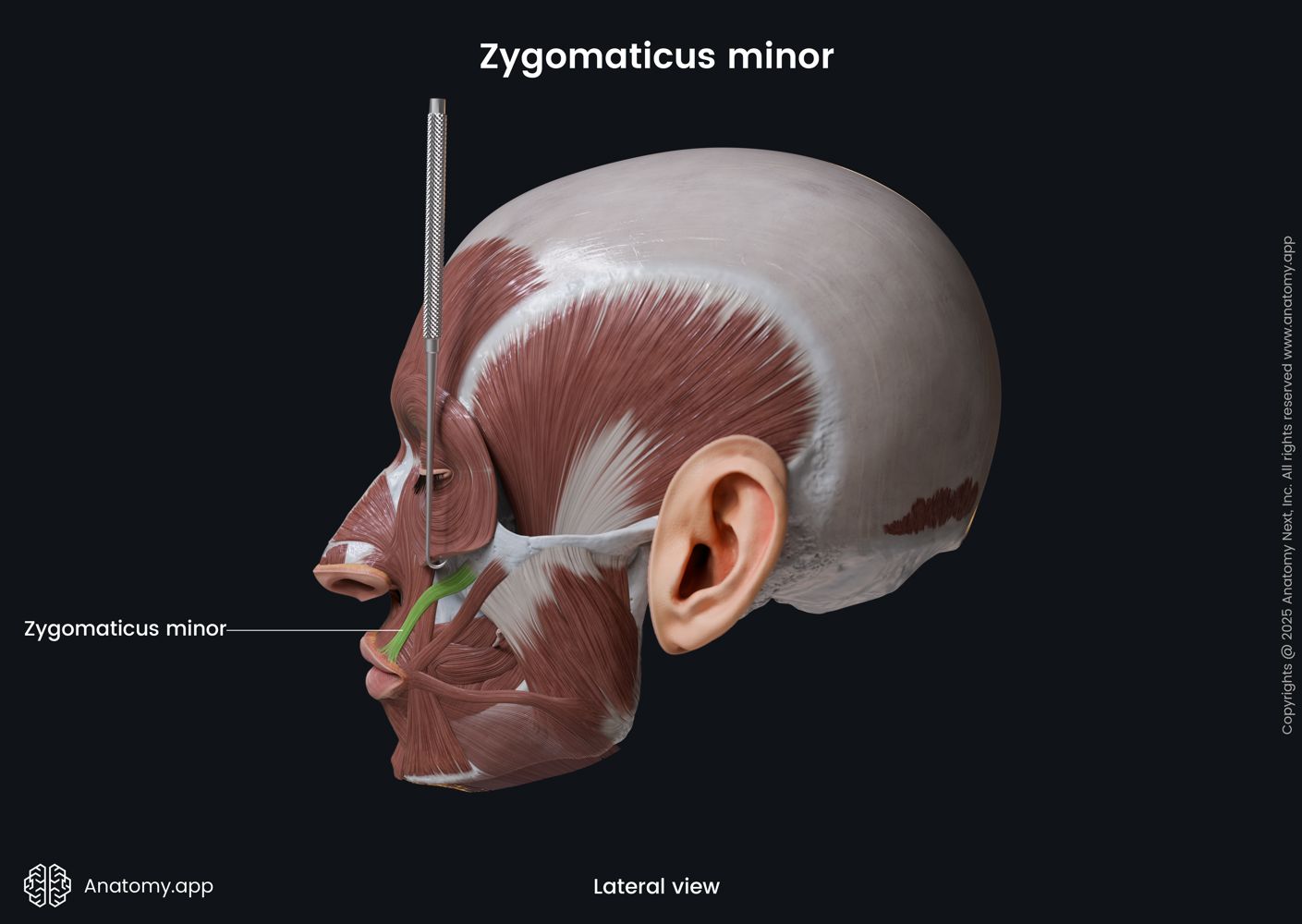 Zygomaticus minor (lateral view) | Anatomy.app