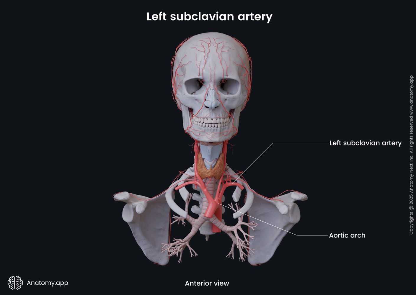 Left subclavian artery | Anatomy.app