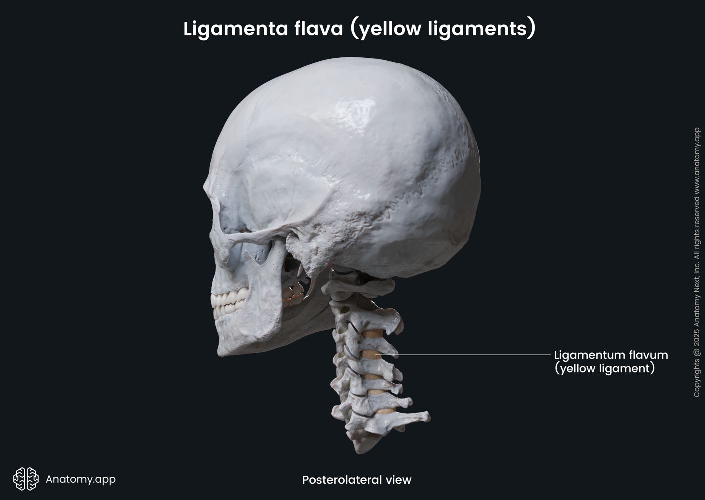 Ligamenta flava (yellow ligaments) | Anatomy.app