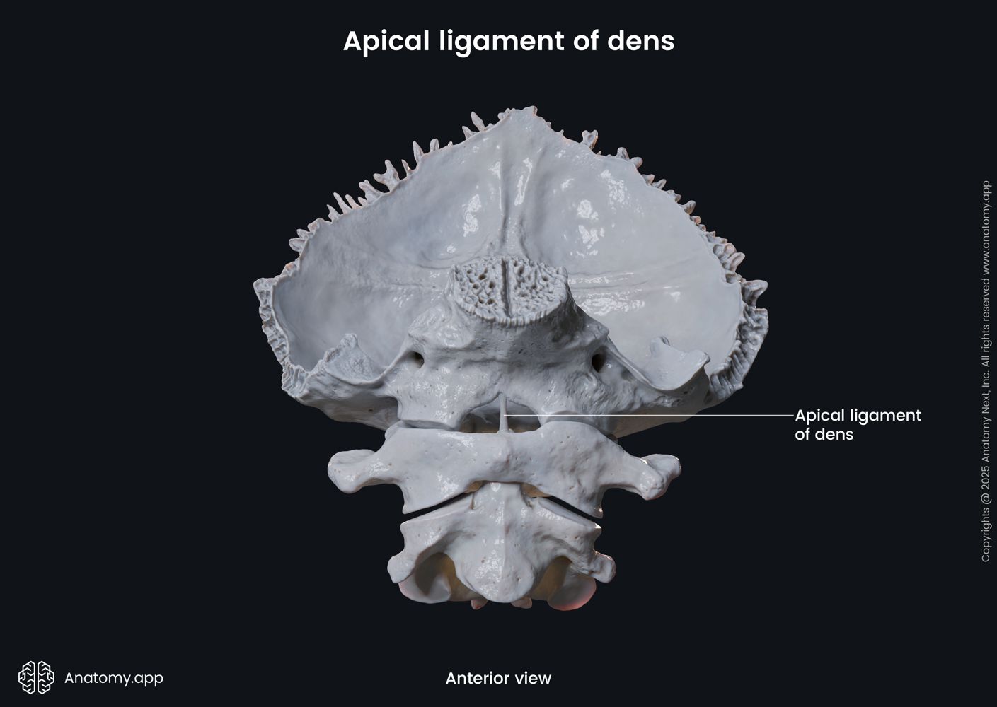 Apical ligament of dens (anterior view) | Anatomy.app